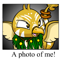 Island Pteri | Rainbow Pool | Neopets Wardrobe