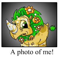 Island Tonu | Rainbow Pool | Neopets Wardrobe